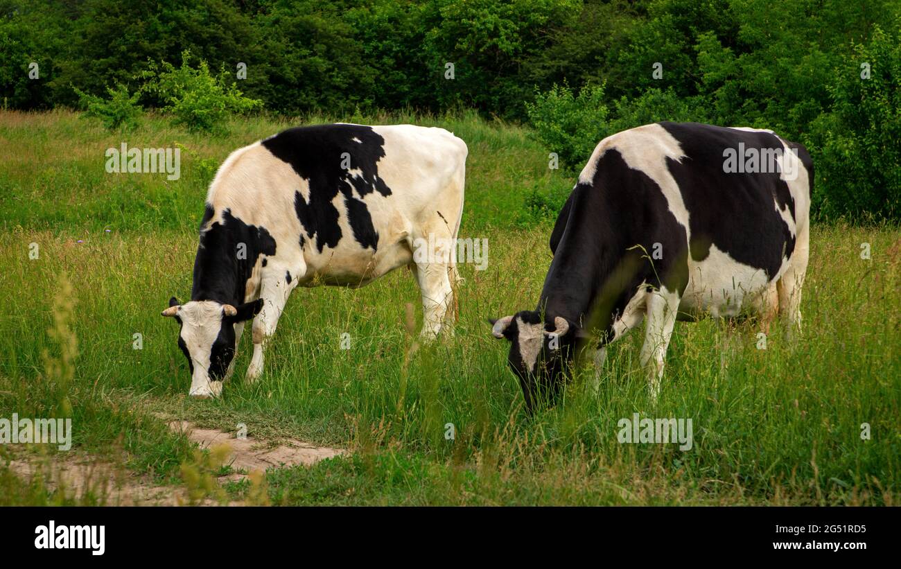Large cows hi-res stock photography and images - Alamy