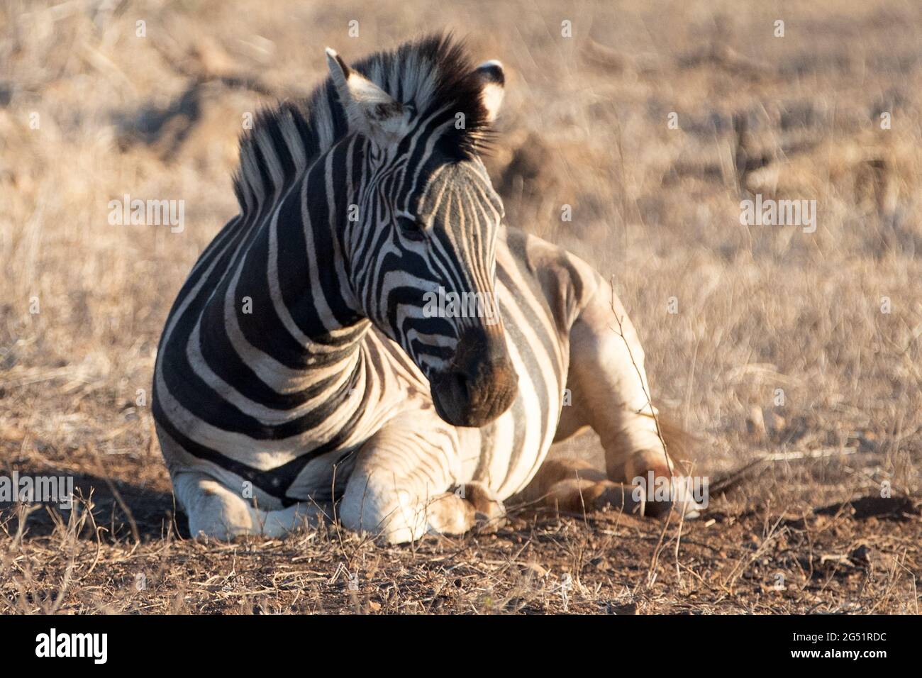 Laying down zebra hi-res stock photography and images - Alamy