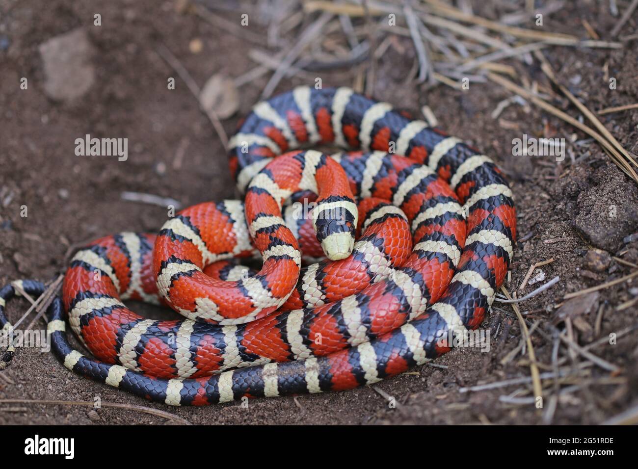 Arizona Mountain Kingsnake A.k.a. Knobloch's Mountain Kingsnake ...