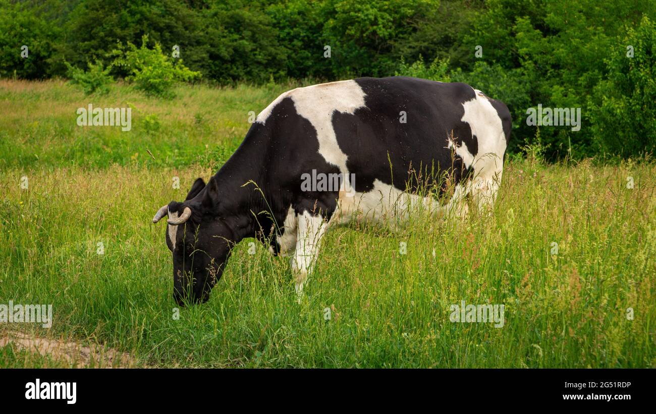 Large cow hi-res stock photography and images - Alamy