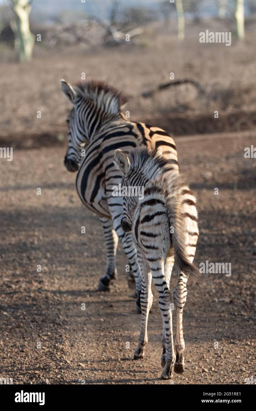 Plains zebra mare foal standing hi-res stock photography and images - Alamy