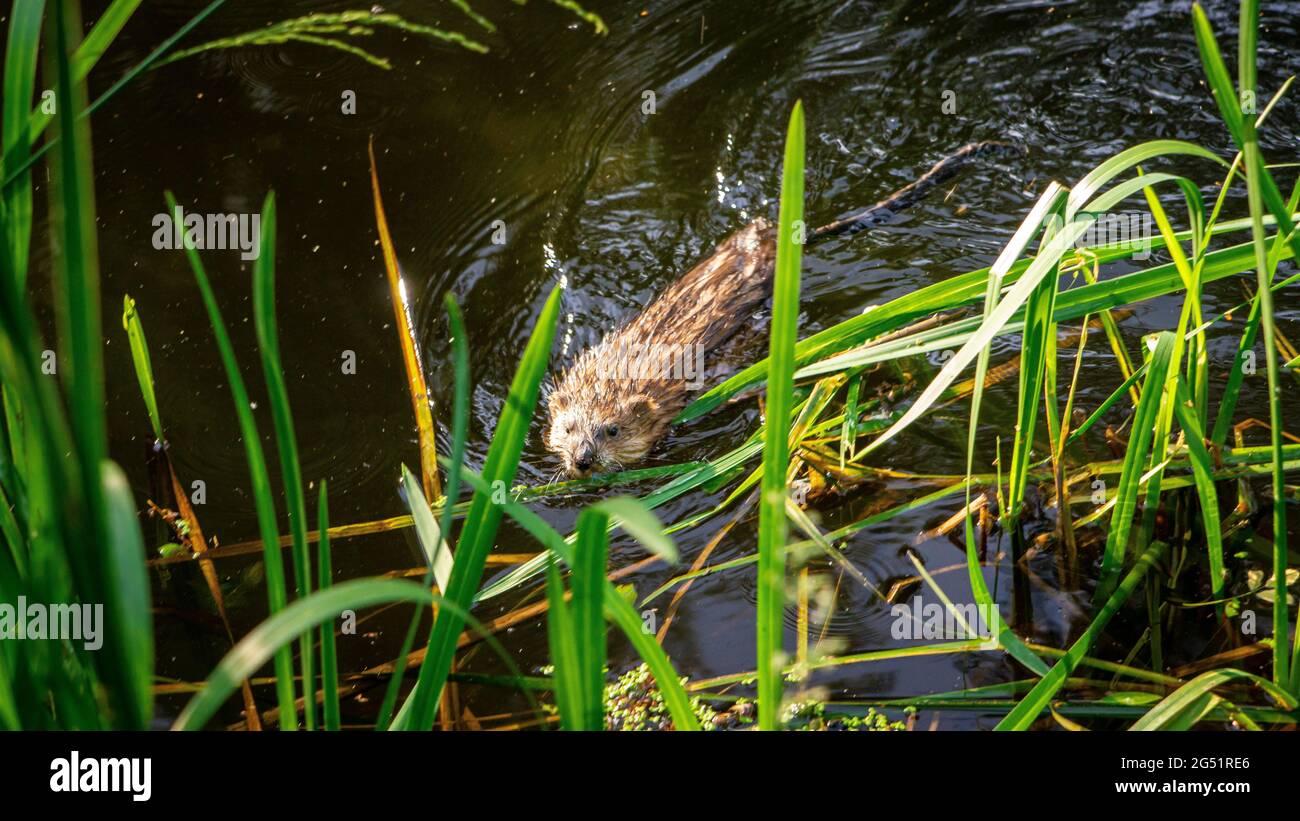 Nimble animal hi-res stock photography and images - Alamy