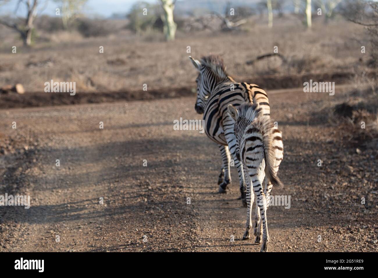 Plains zebra mare foal standing hi-res stock photography and images - Alamy