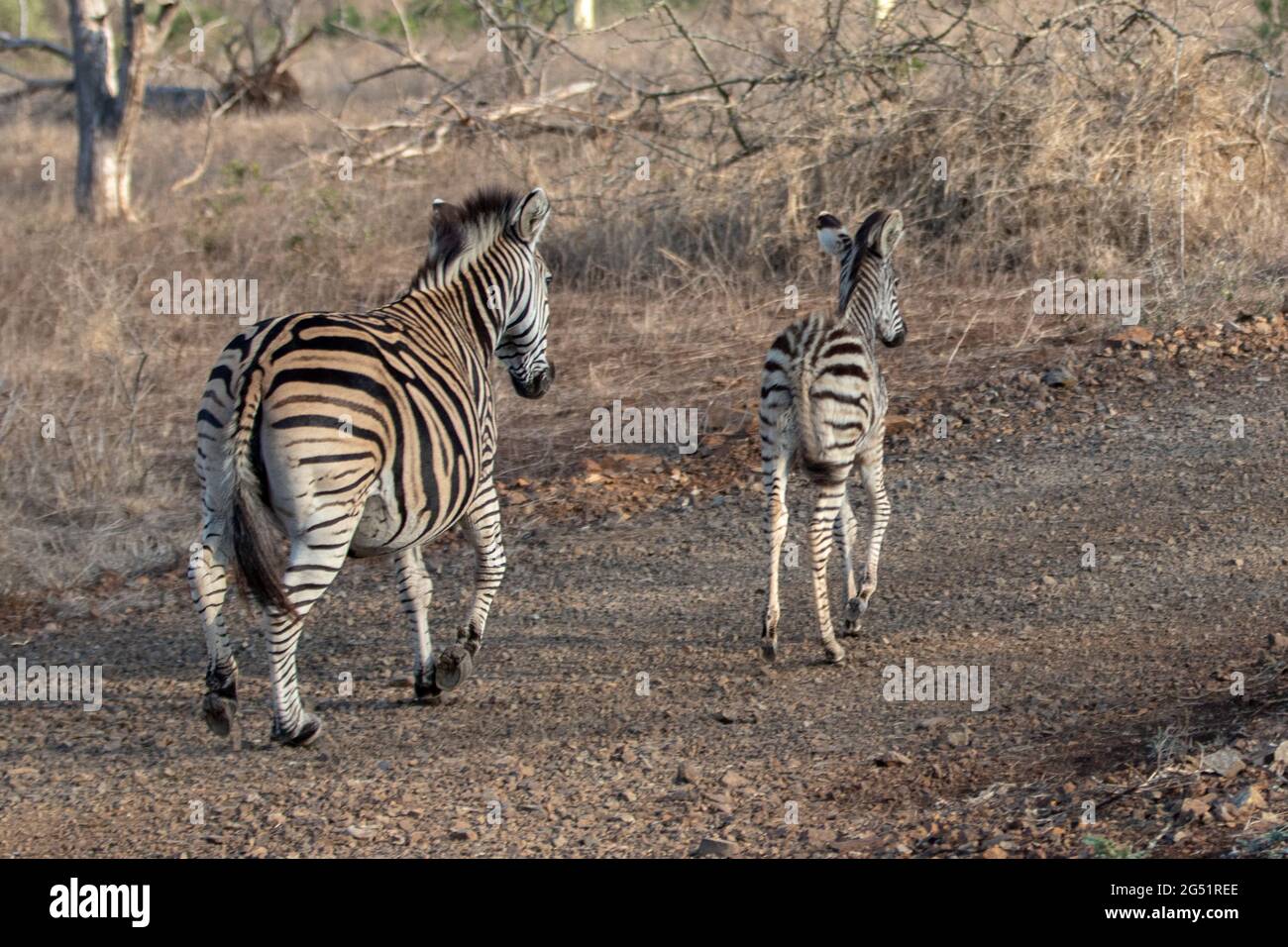 Plains zebra mare foal standing hi-res stock photography and images - Alamy
