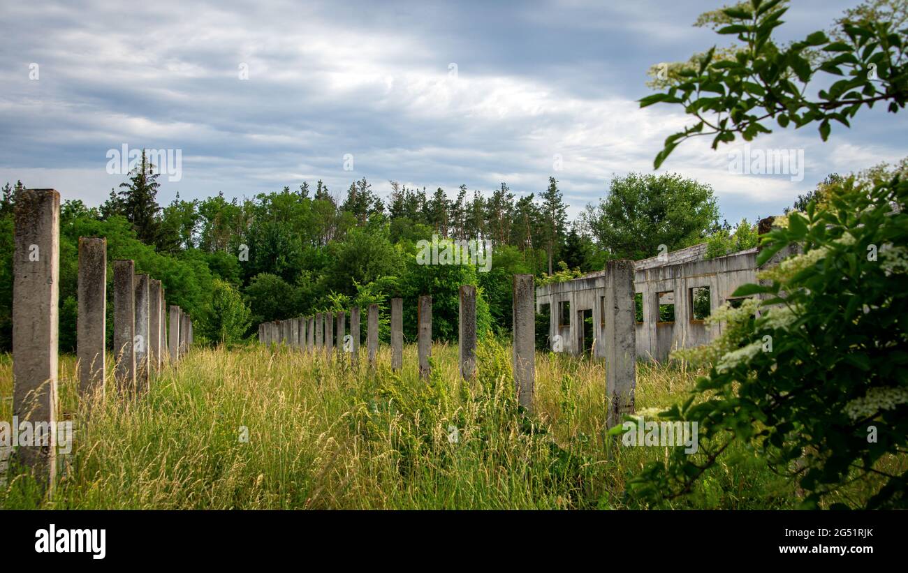 Abandoned and ruined old farm overgrown with bushes and trees Stock ...