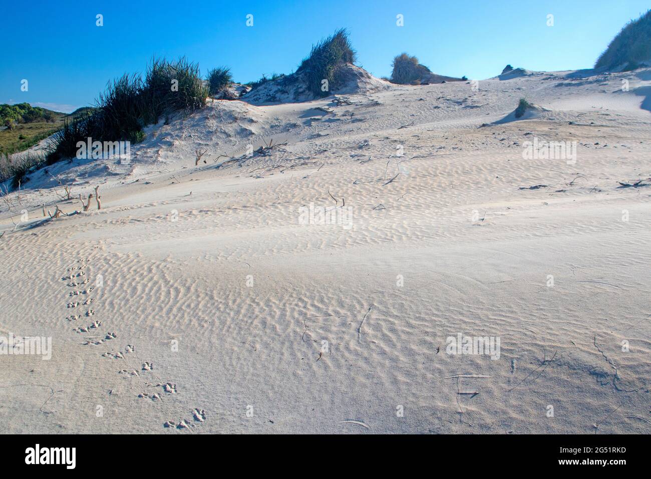 Sand dune at Little Parakeet Bay Stock Photo - Alamy