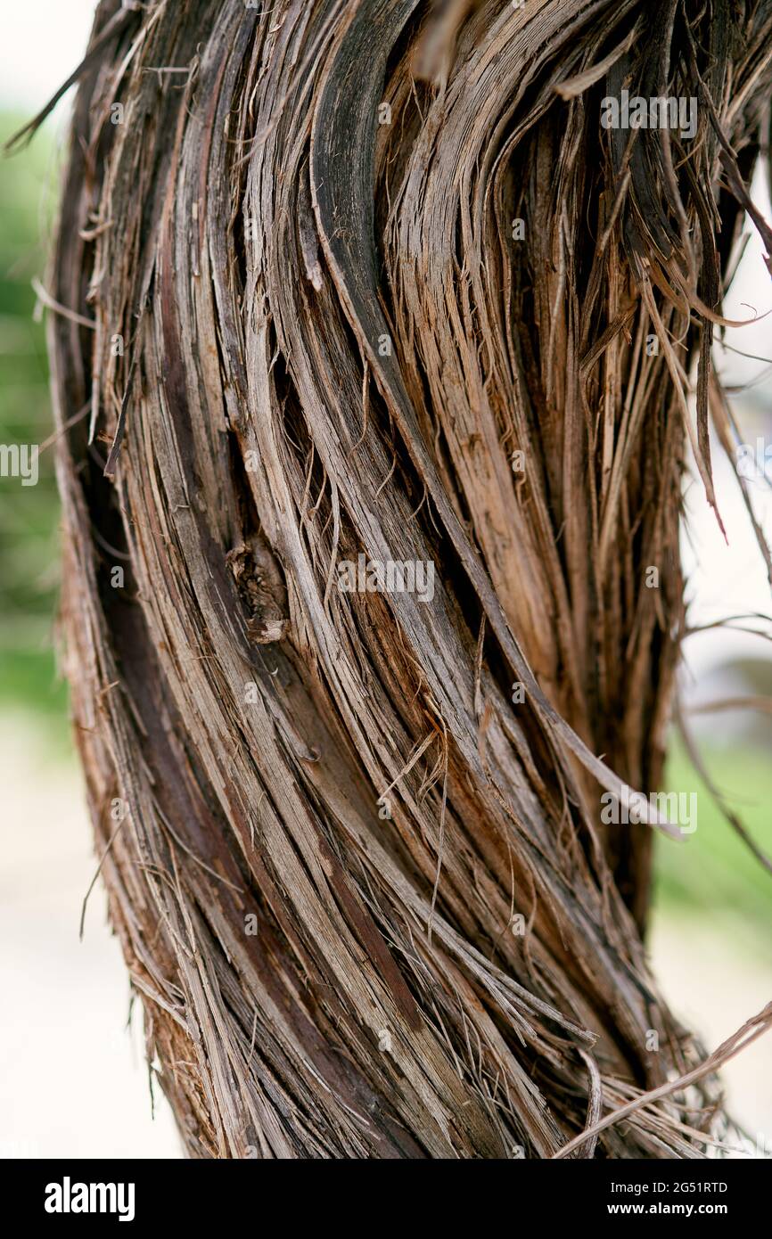 Grape bark hi-res stock photography and images - Alamy