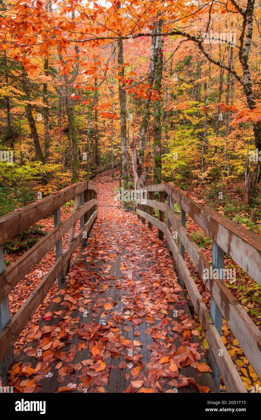 Beautiful Fall Scenery Background
