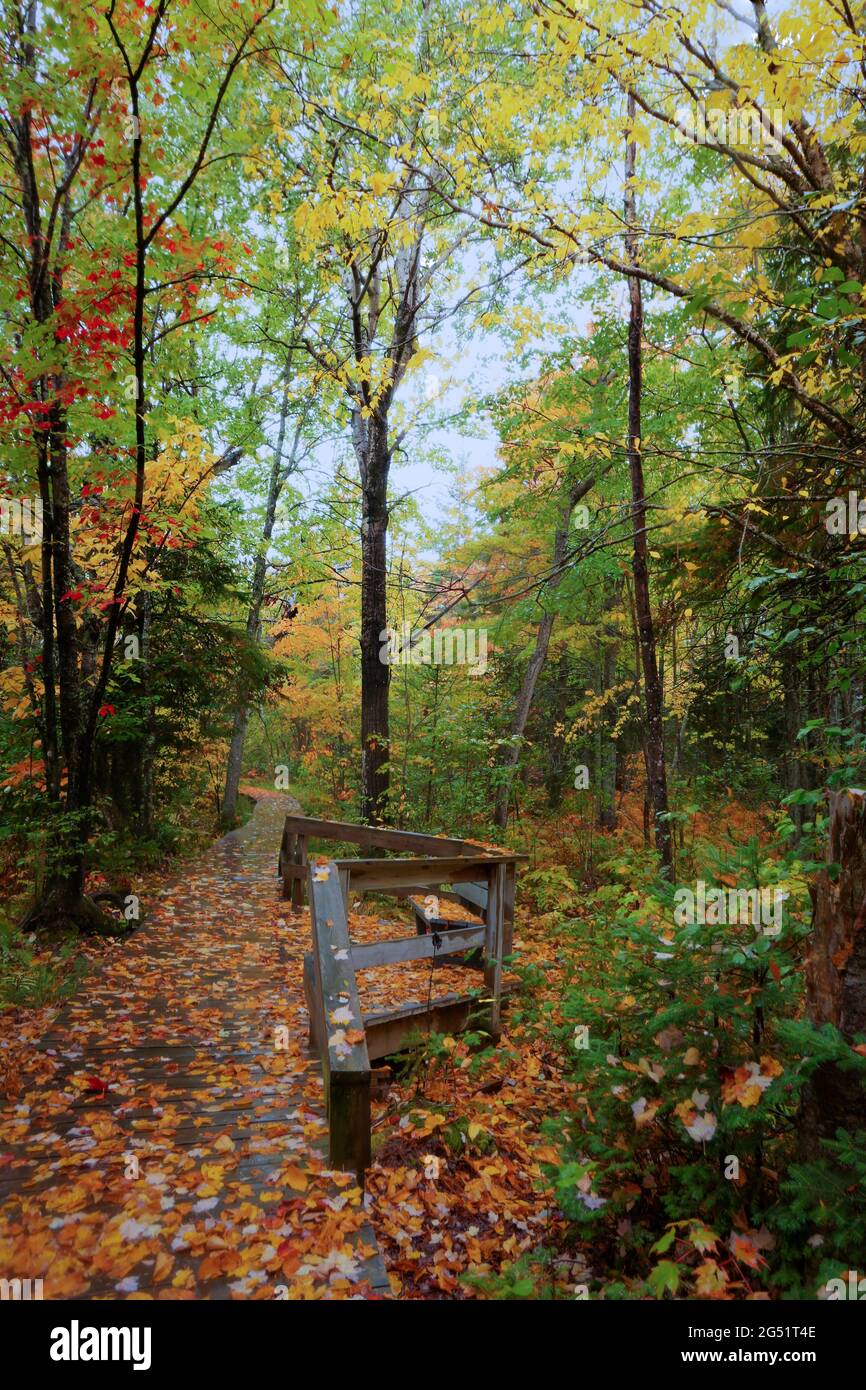 Beautiful scenery of autumn fall foliage colors and a wooden bridge ...