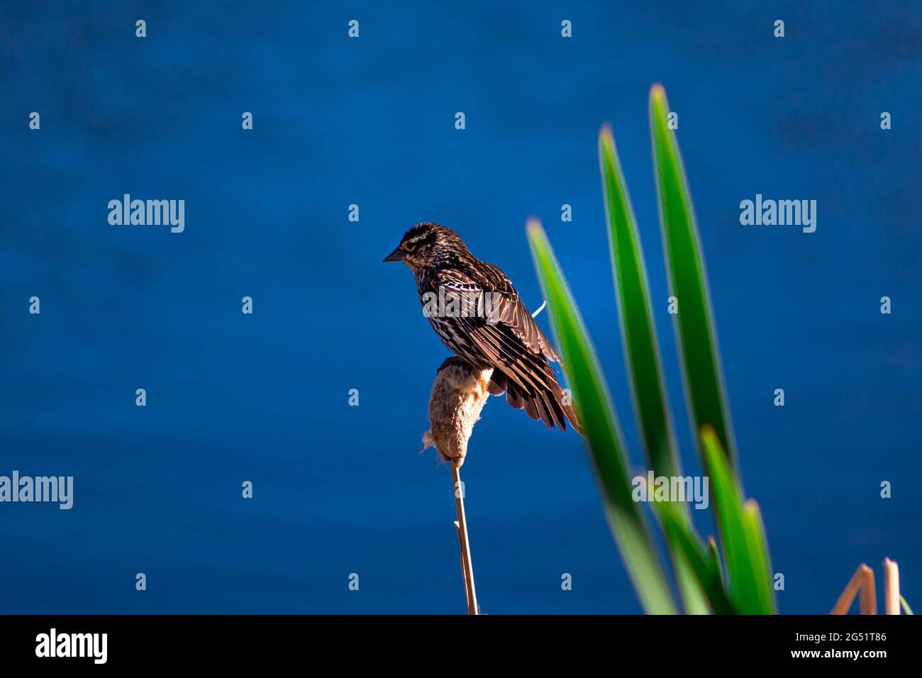 Black cat aesthetic hi-res stock photography and images - Alamy