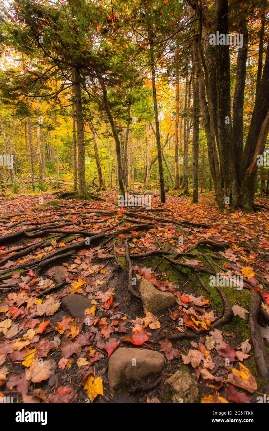 Maple leaves on the forest landscape with dense trees on a beautiful ...