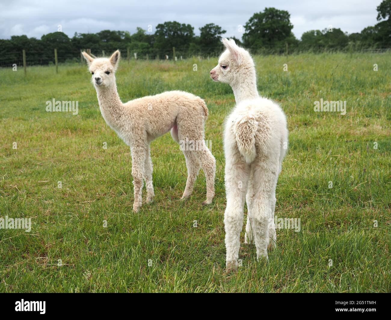 Cute Baby Alpaca Pictures
