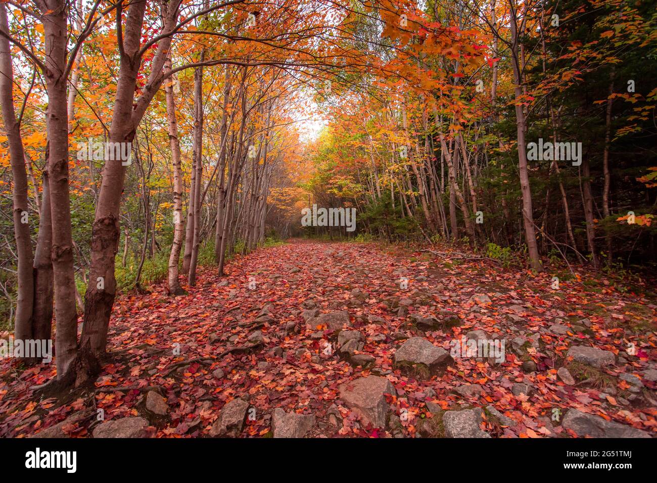 Maple leaves on the forest landscape with dense trees on a beautiful ...