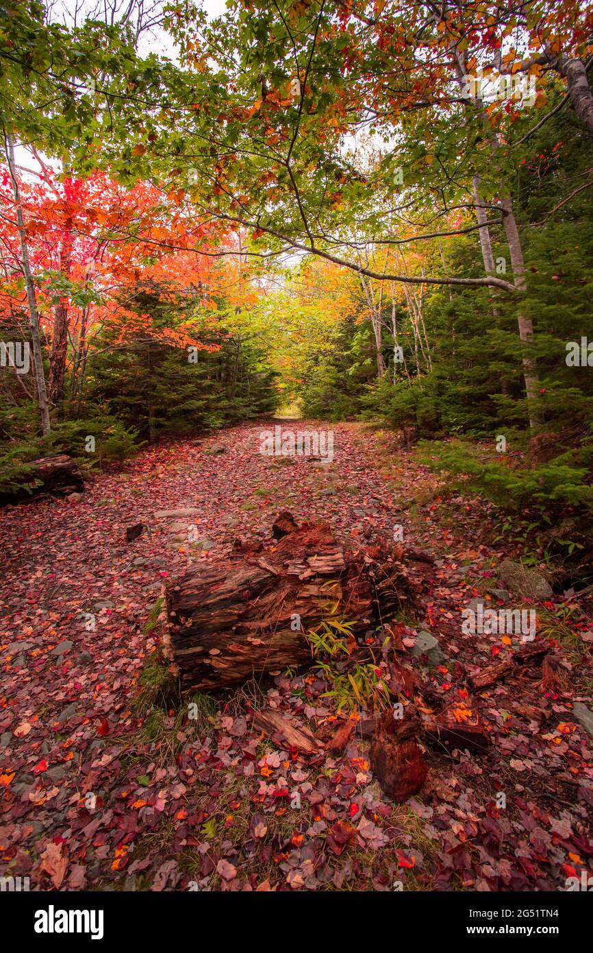 Maple leaves on the forest landscape with dense trees on a beautiful ...