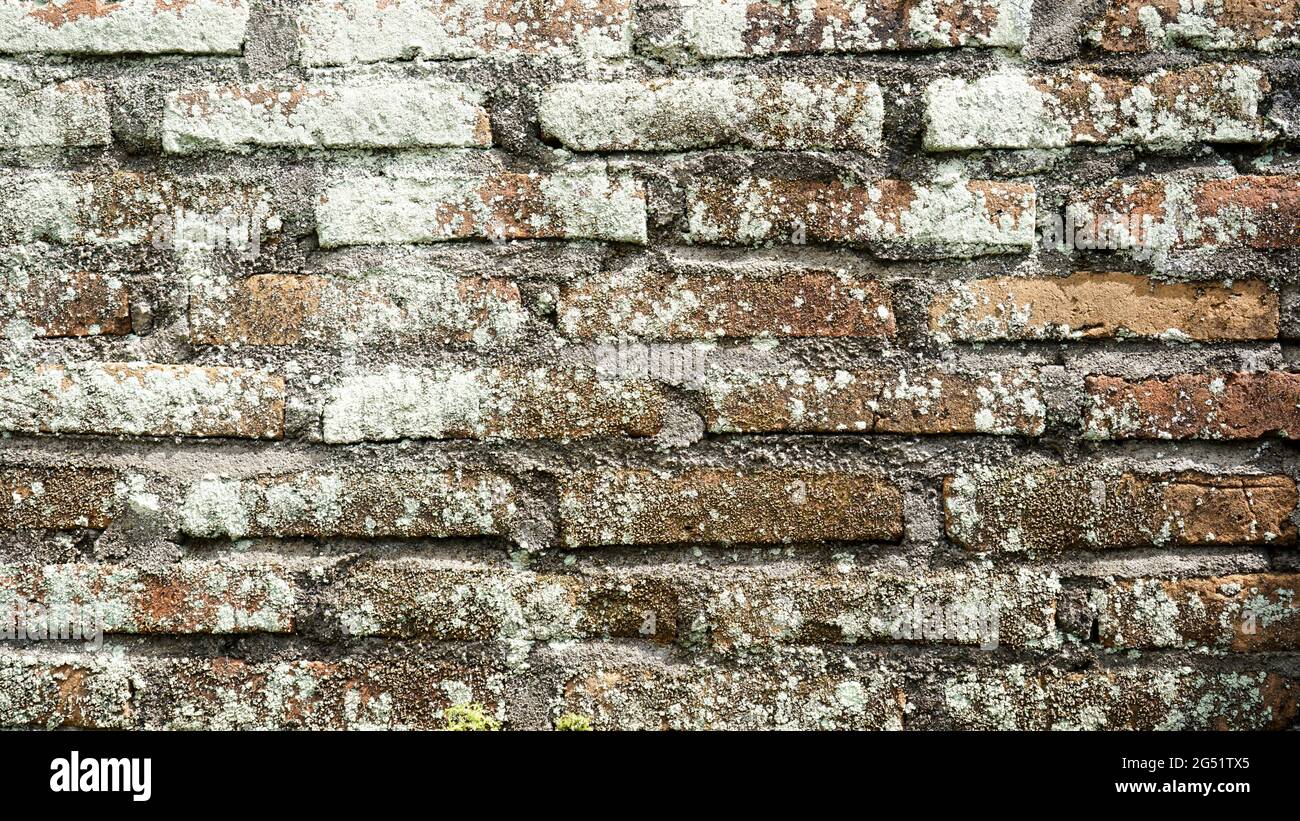 Overgrown garden hedge hi-res stock photography and images - Alamy