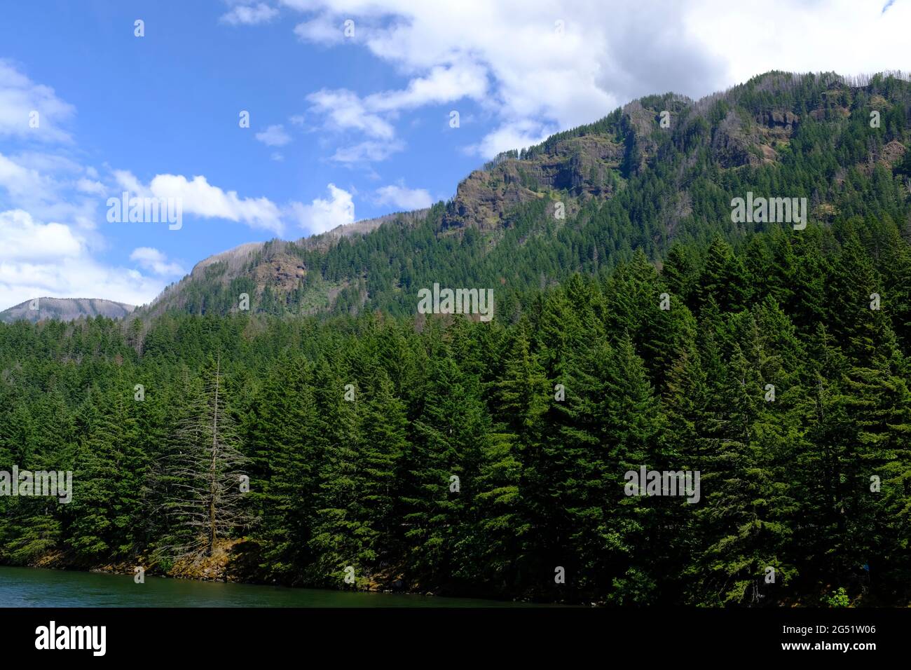 View of forest near Cascade Locks, Oregon from the Columbia River Stock ...