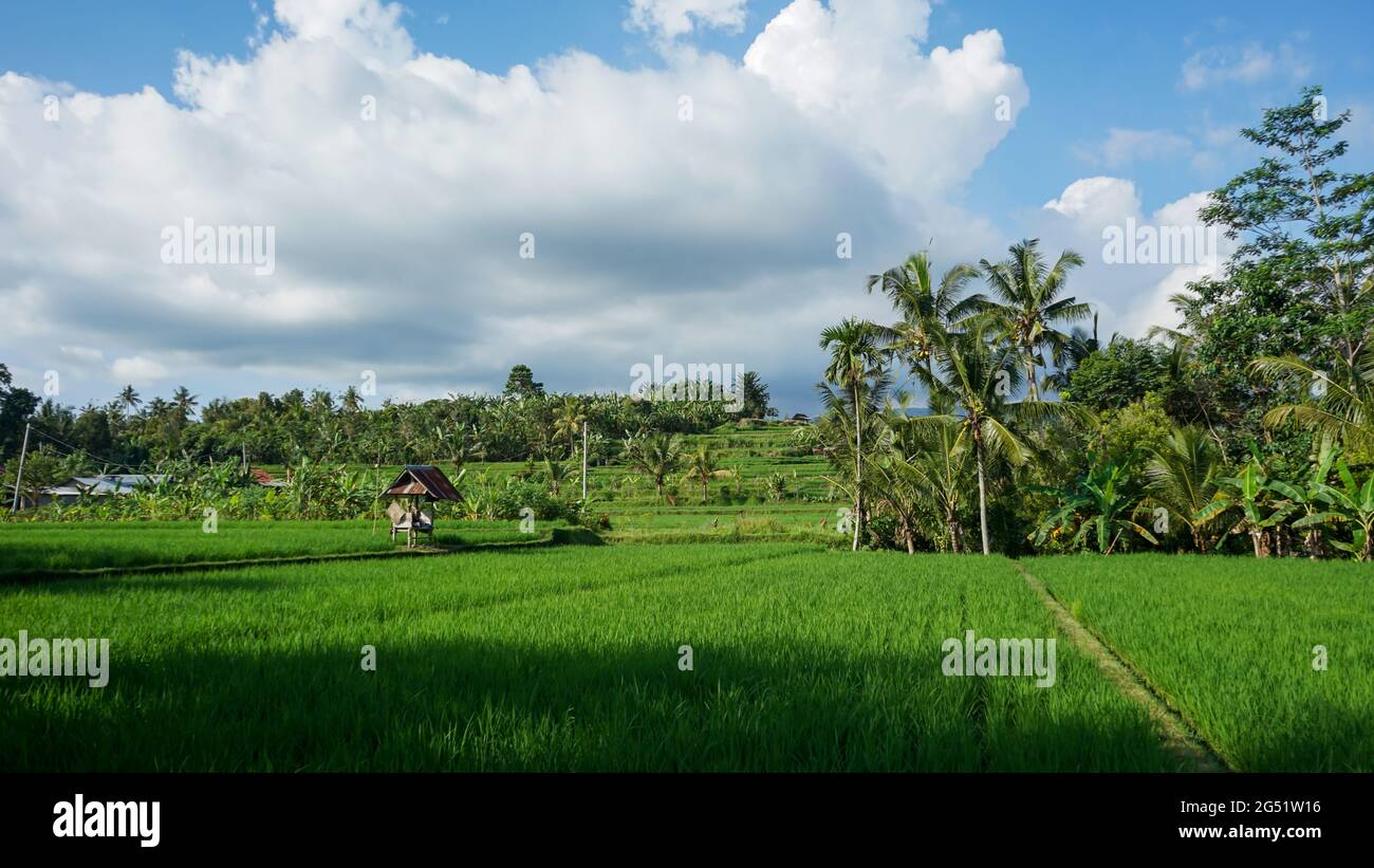 Tropical countryside view in Buleleng, Bali Stock Photo - Alamy