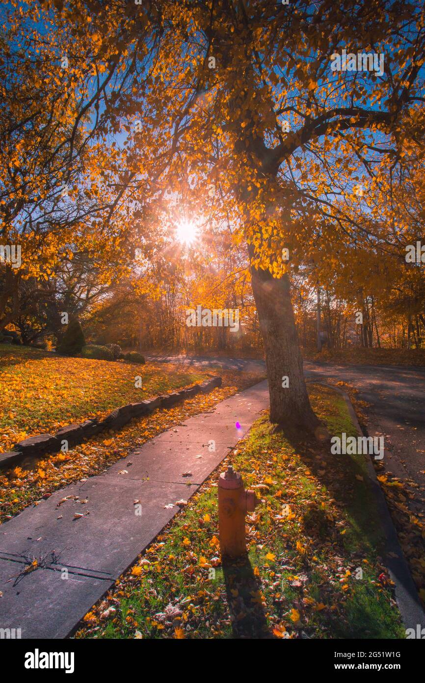 Morning autumn street view with sun rays in Halifax with dense fall ...