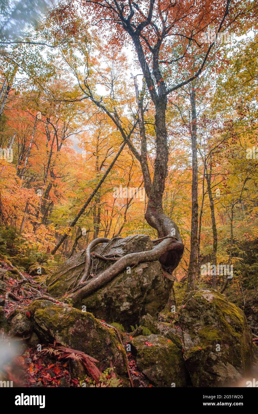 Beautiful scenery of autumn fall foliage colors & dense orange red ...