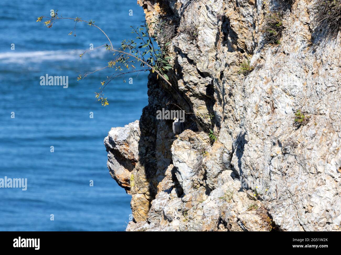 Peregrine falcon perched hi-res stock photography and images - Alamy