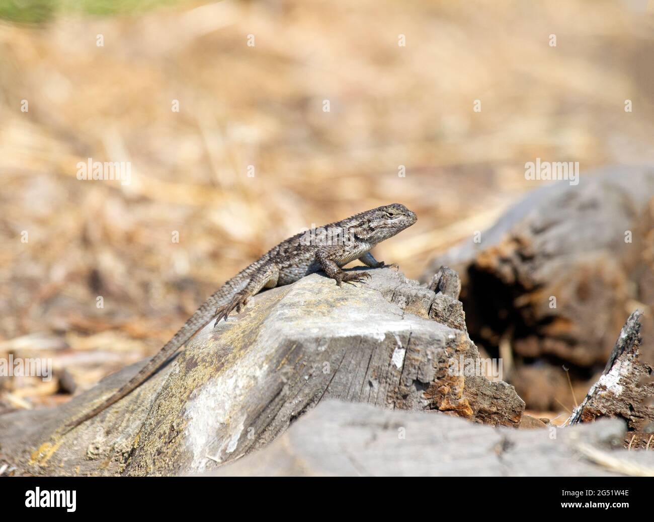 Western Fence Lizard Stock Photo - Alamy