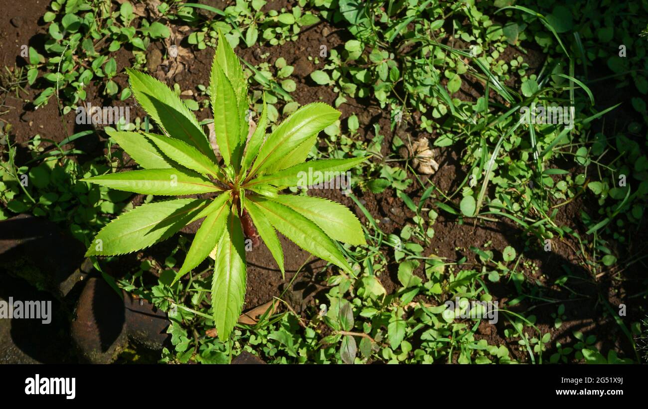 Beautiful plant leaves hi-res stock photography and images - Alamy