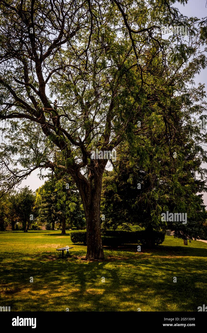 Beautiful trees with shade in the park Stock Photo - Alamy