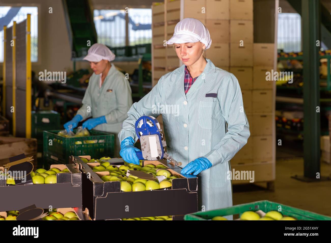 young woman working at fruit warehouse, checking and marking apples in ...