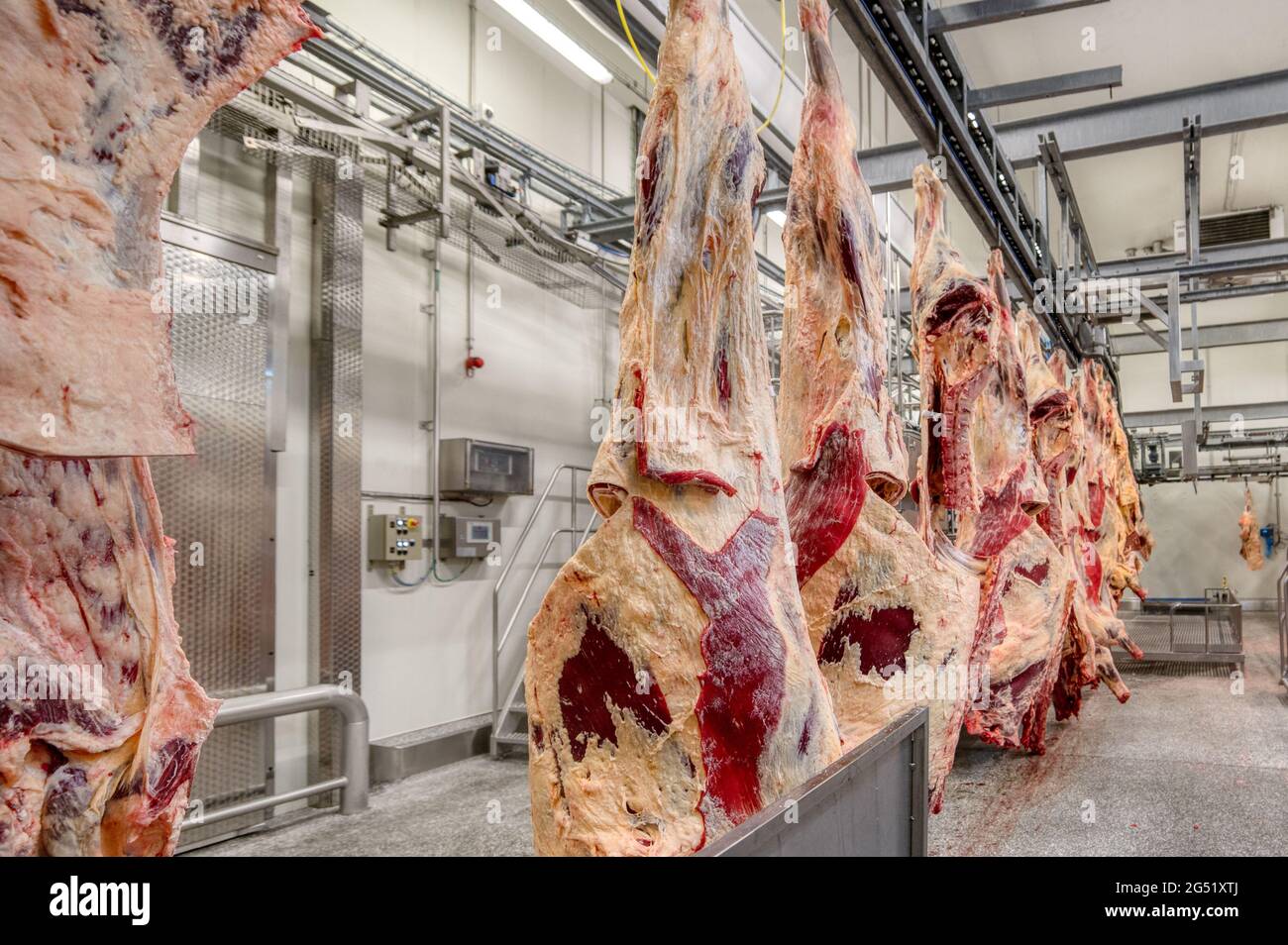 Chopped beef carcasses. Overhead conveyor for cow carcasses, meat ...