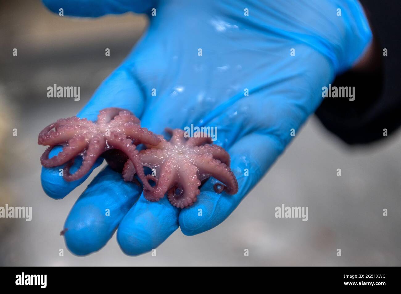 Two small octopuses in the palm of your hand Stock Photo - Alamy