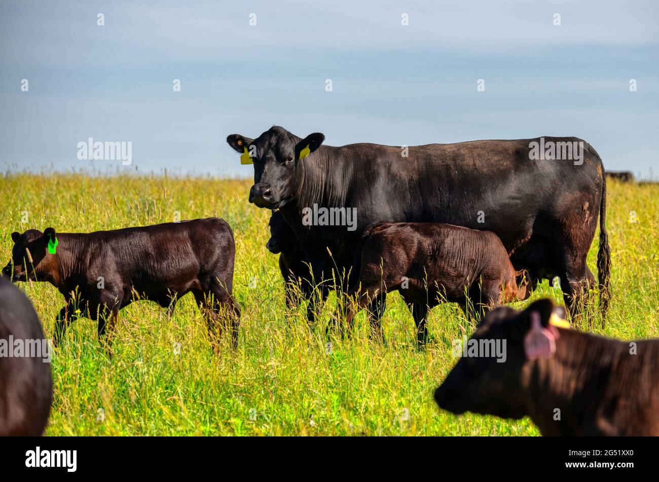 A black angus cow and calf graze on a green meadow Stock Photo - Alamy