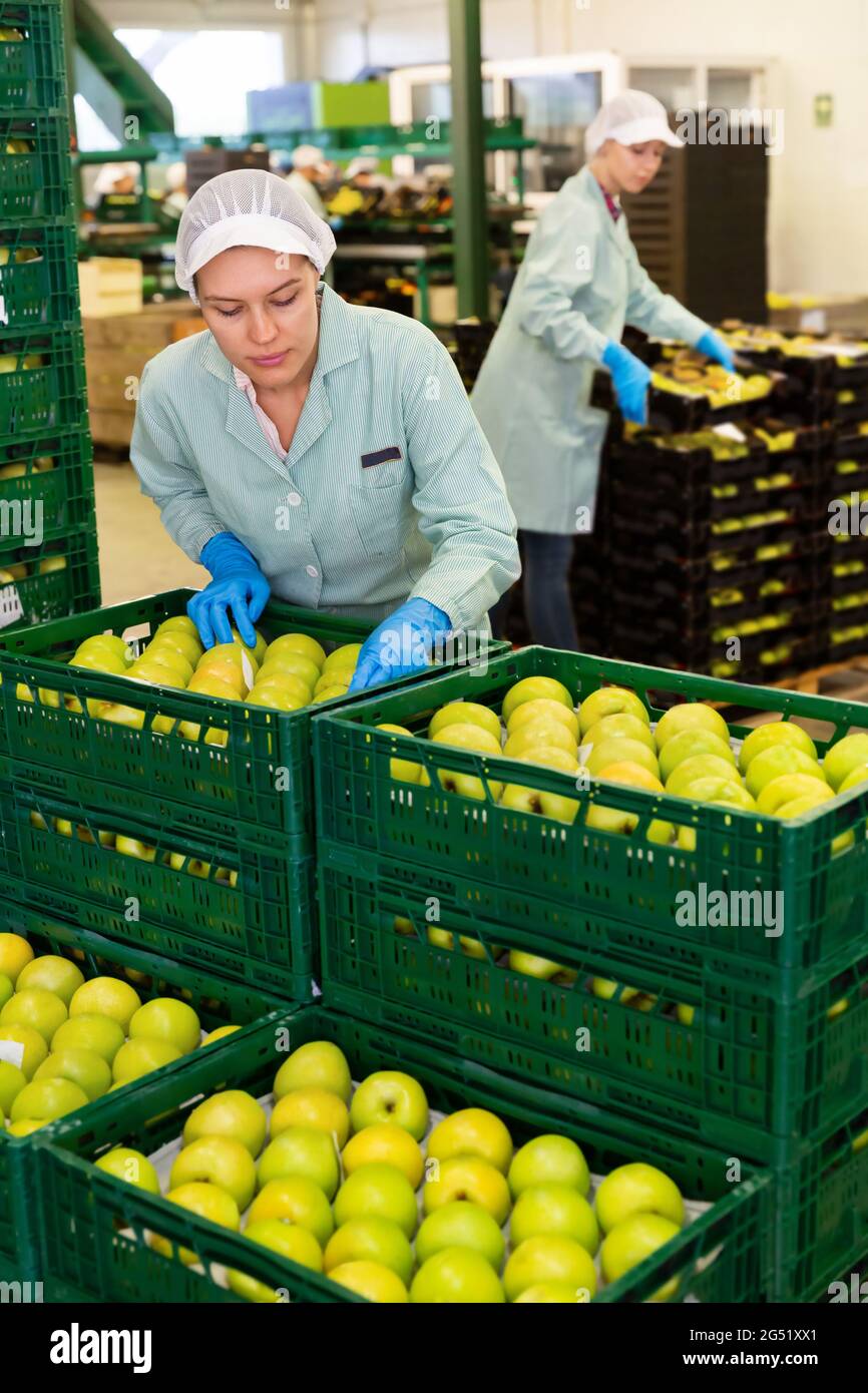 Employee inspecting quality of apples in sorting factory Stock Photo ...