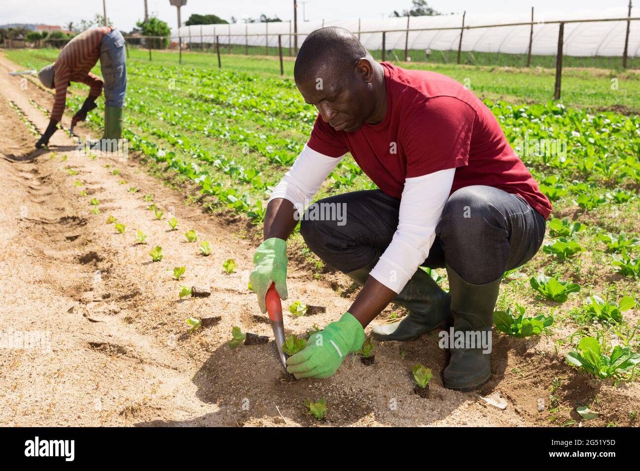 African american man gardener planting cabbage seedlings Stock Photo ...