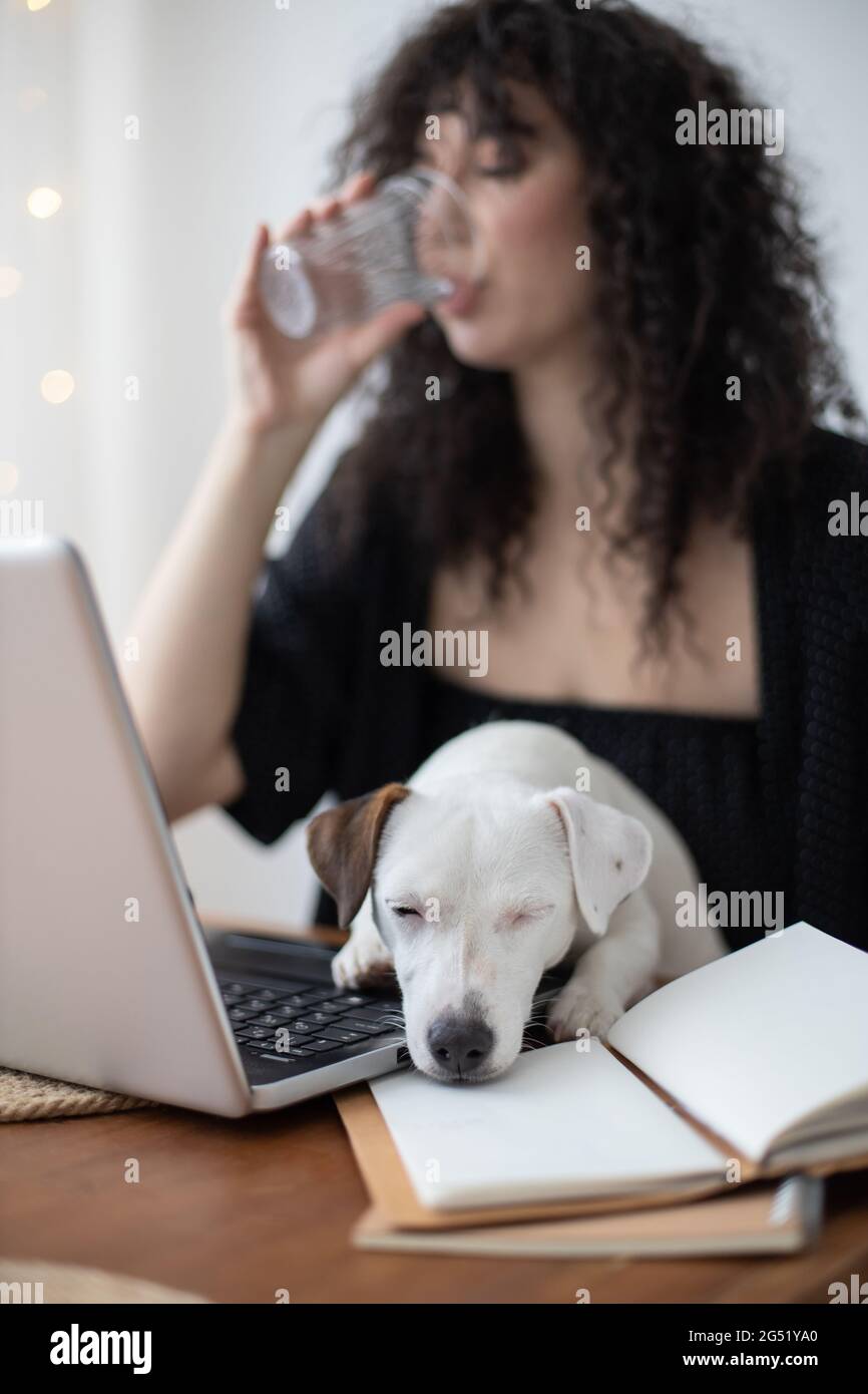 Modern freelancer woman playing with little cute dog working remotely ...
