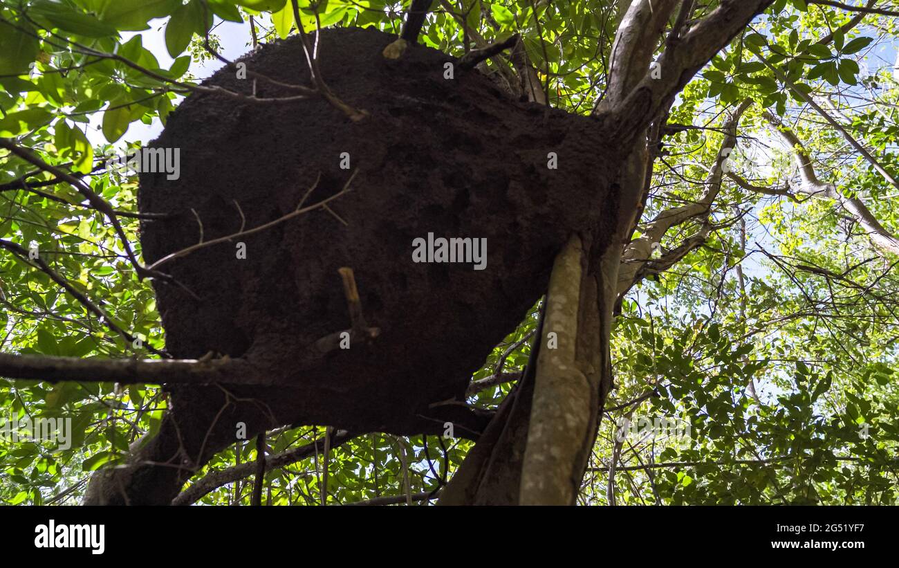 Termite nest built in trees in tropical Puerto Rico, Nasutitermes ...