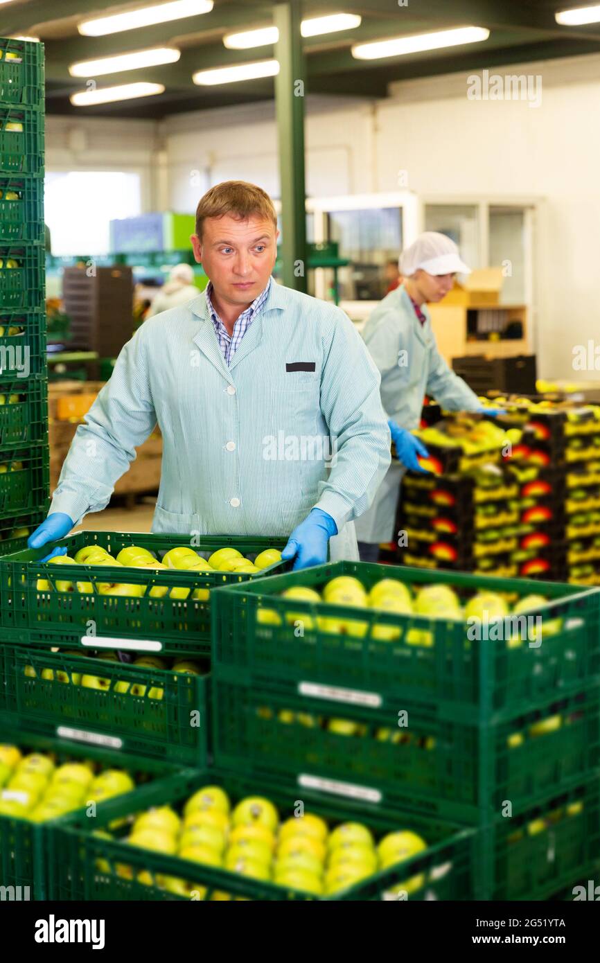 Man stacking boxes with selected apples Stock Photo - Alamy