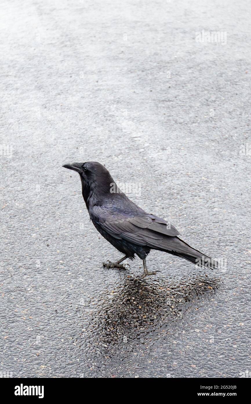 Raven road hi-res stock photography and images - Alamy