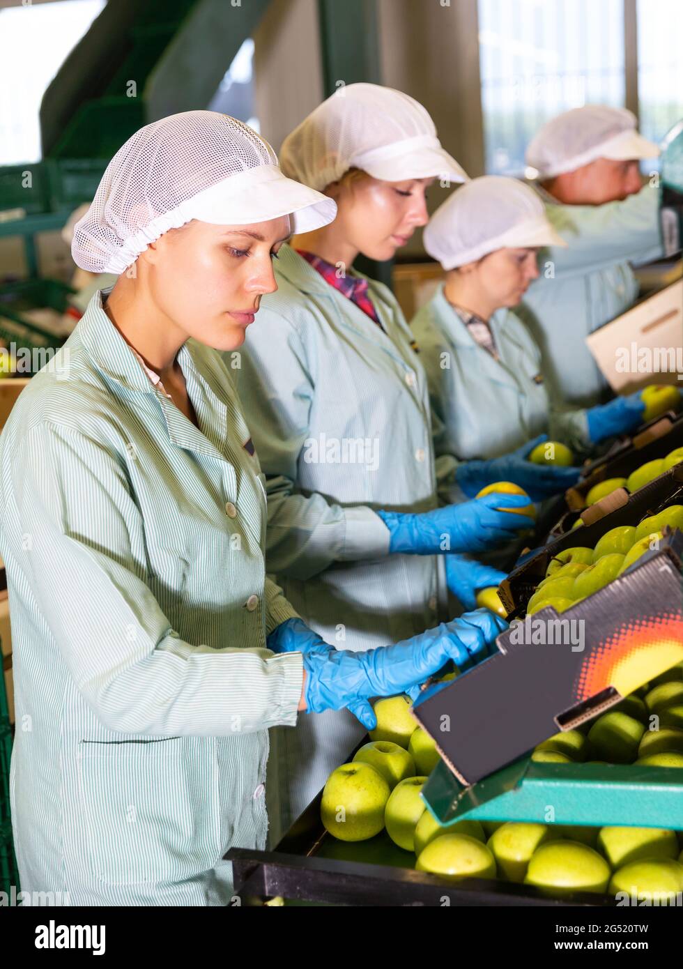 women sorting and preparing apples Stock Photo - Alamy