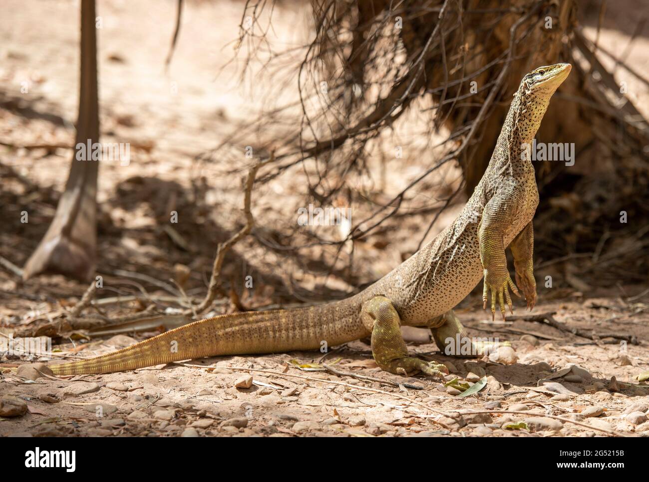 Sand monitor lizard in far outback Queensland, Australia Stock Photo ...