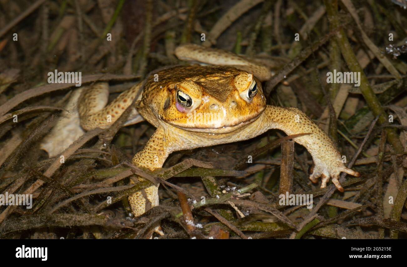 Cane toads at night in Gregory river Queensland, Australia Stock Photo ...