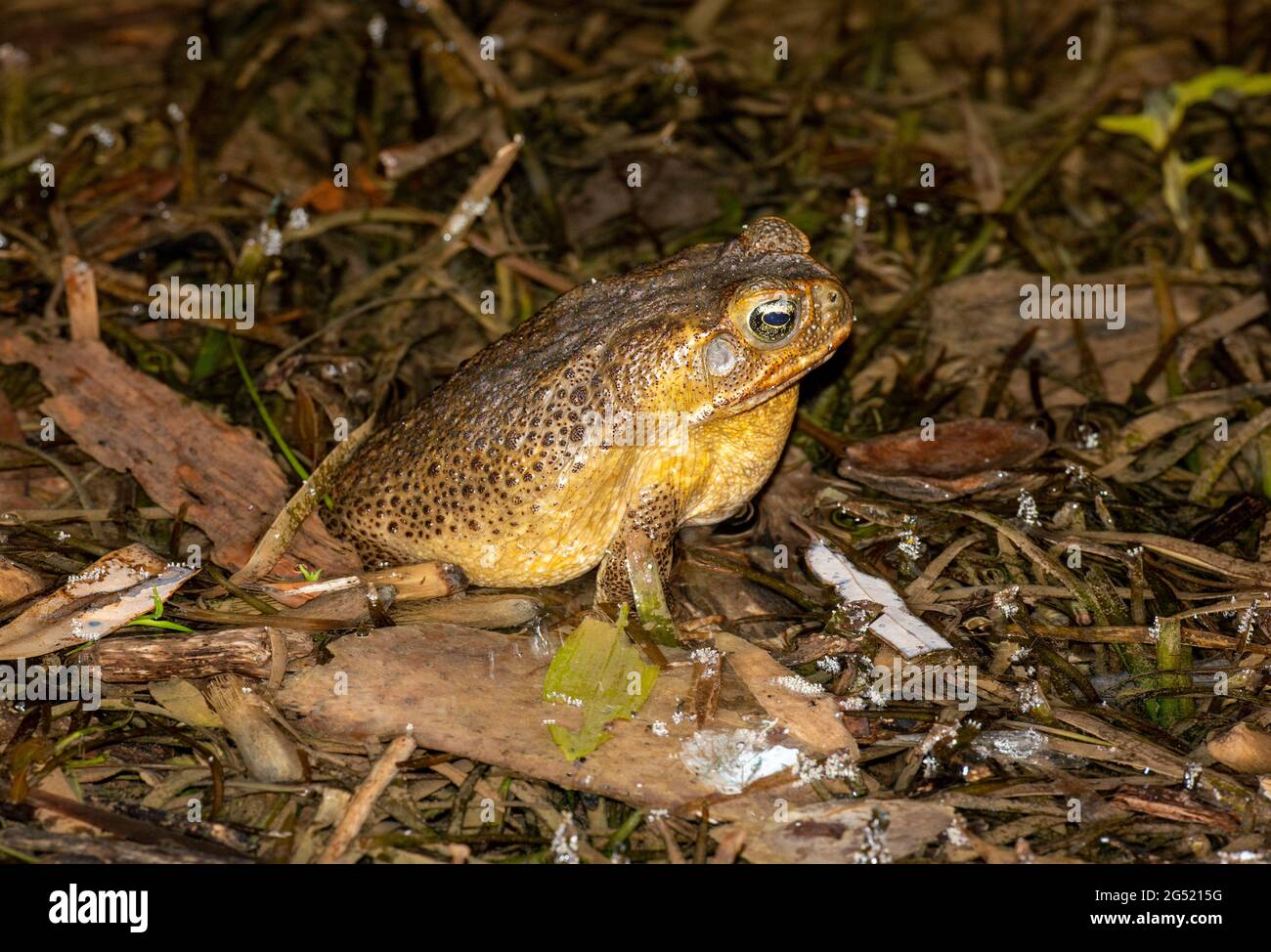 Cane toads of australia hi-res stock photography and images - Alamy