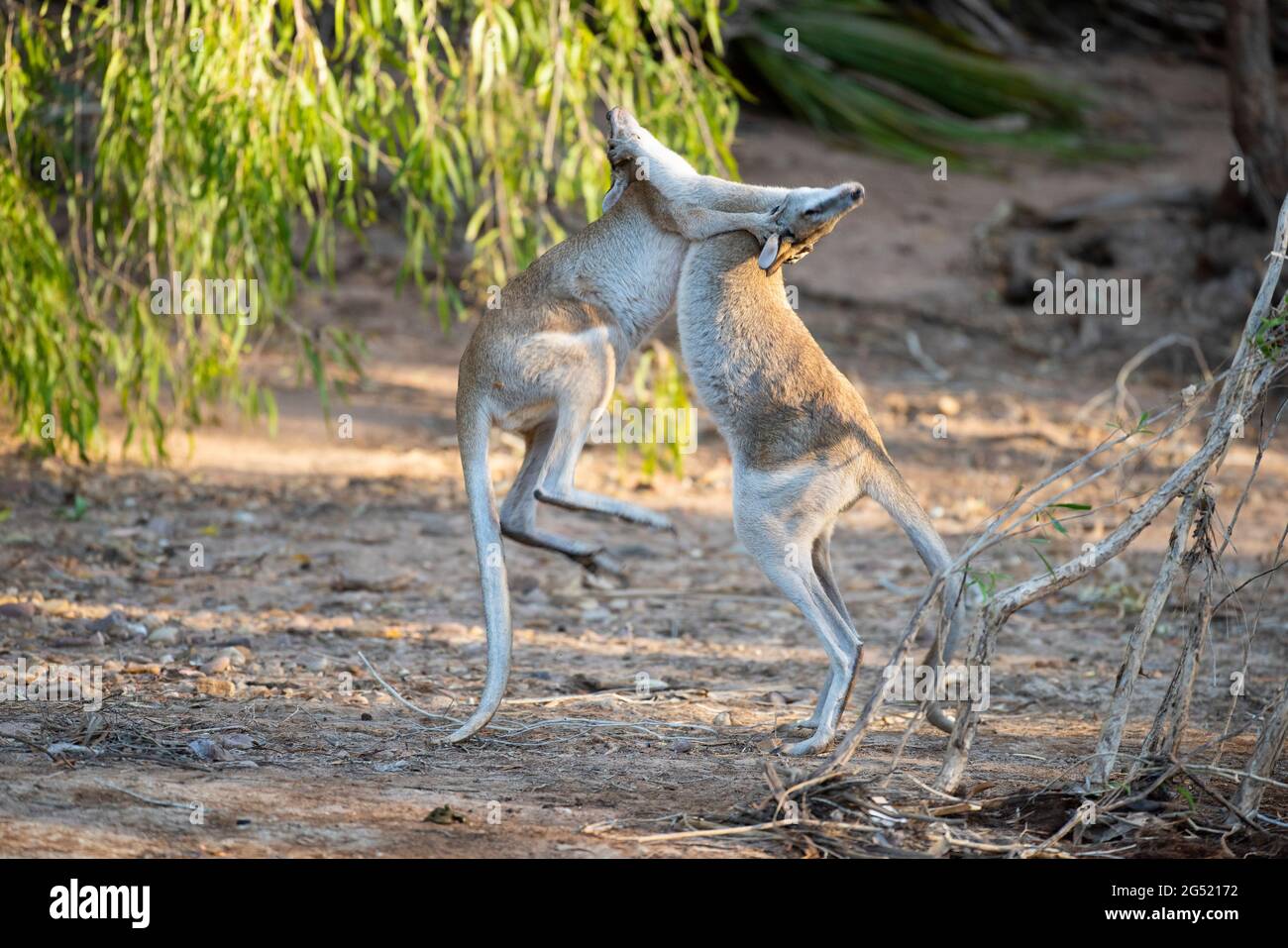 Agile wallabies fighting in outback, Queensland, Australia Stock Photo ...