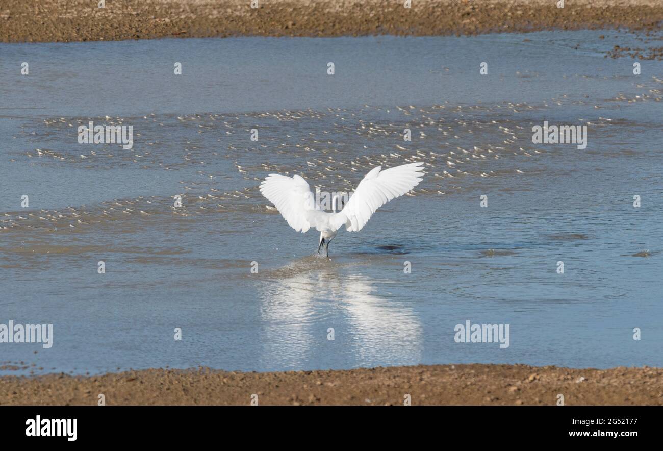 birds white egrets chasing fish on the Flinders river Queensland Stock ...