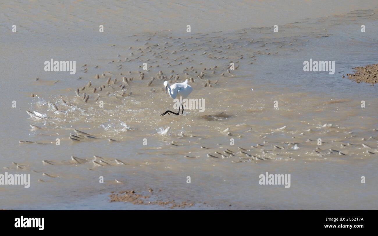 birds white egrets chasing fish on the Flinders river Queensland Stock ...