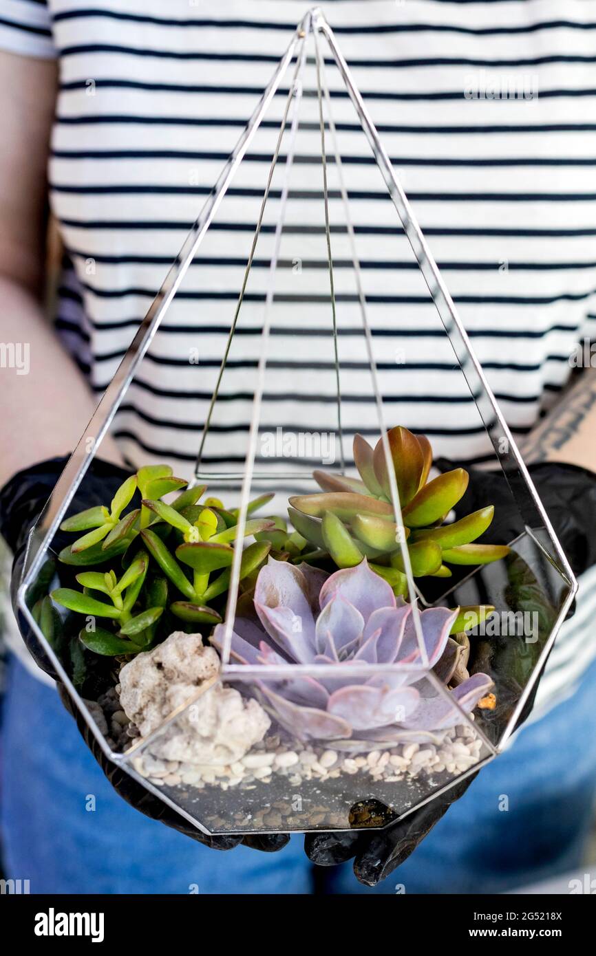Closeup female florist designer hands holding succulents glass ...