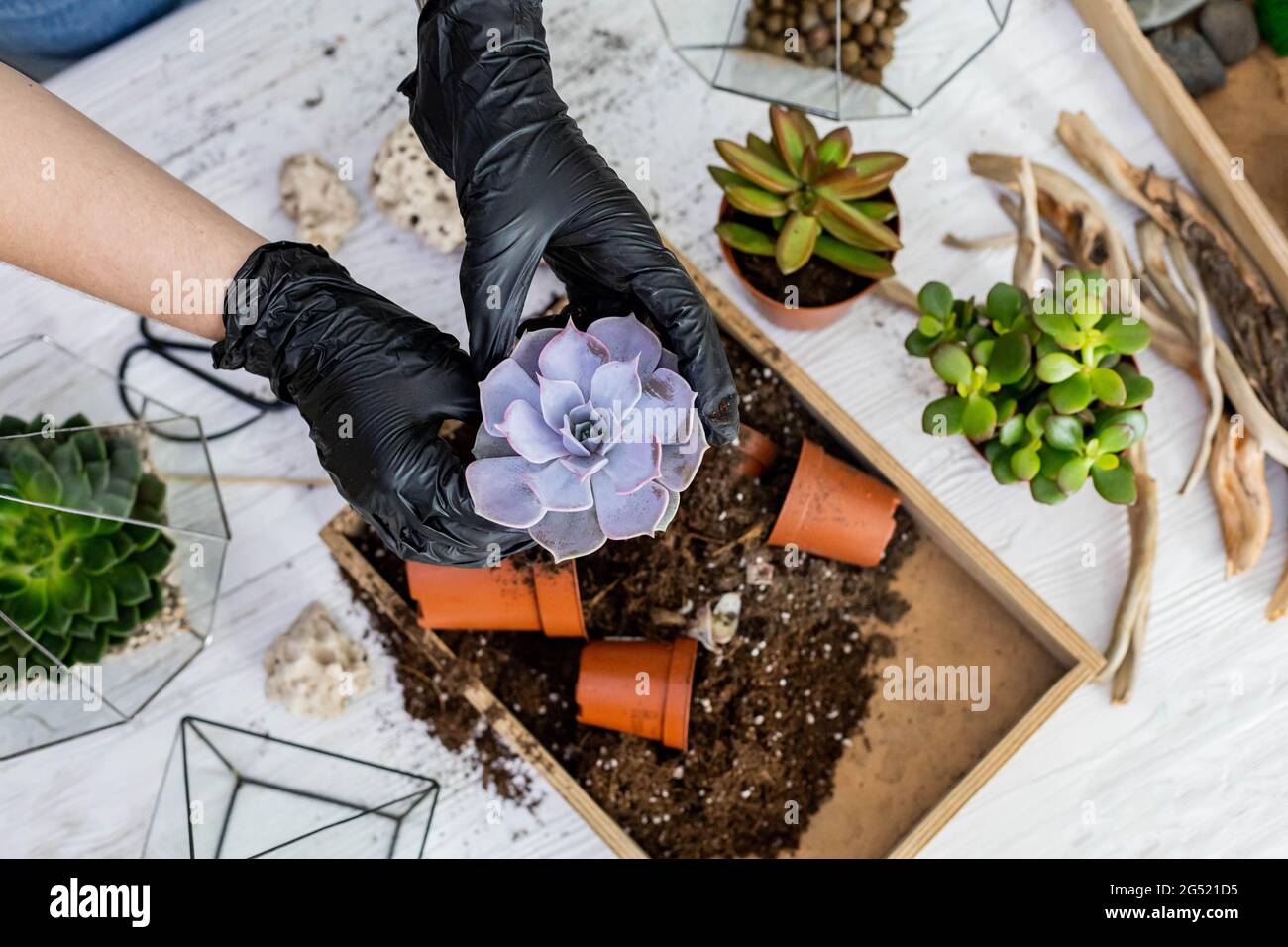 Top view florist female hands arrangement succulents with ground into ...