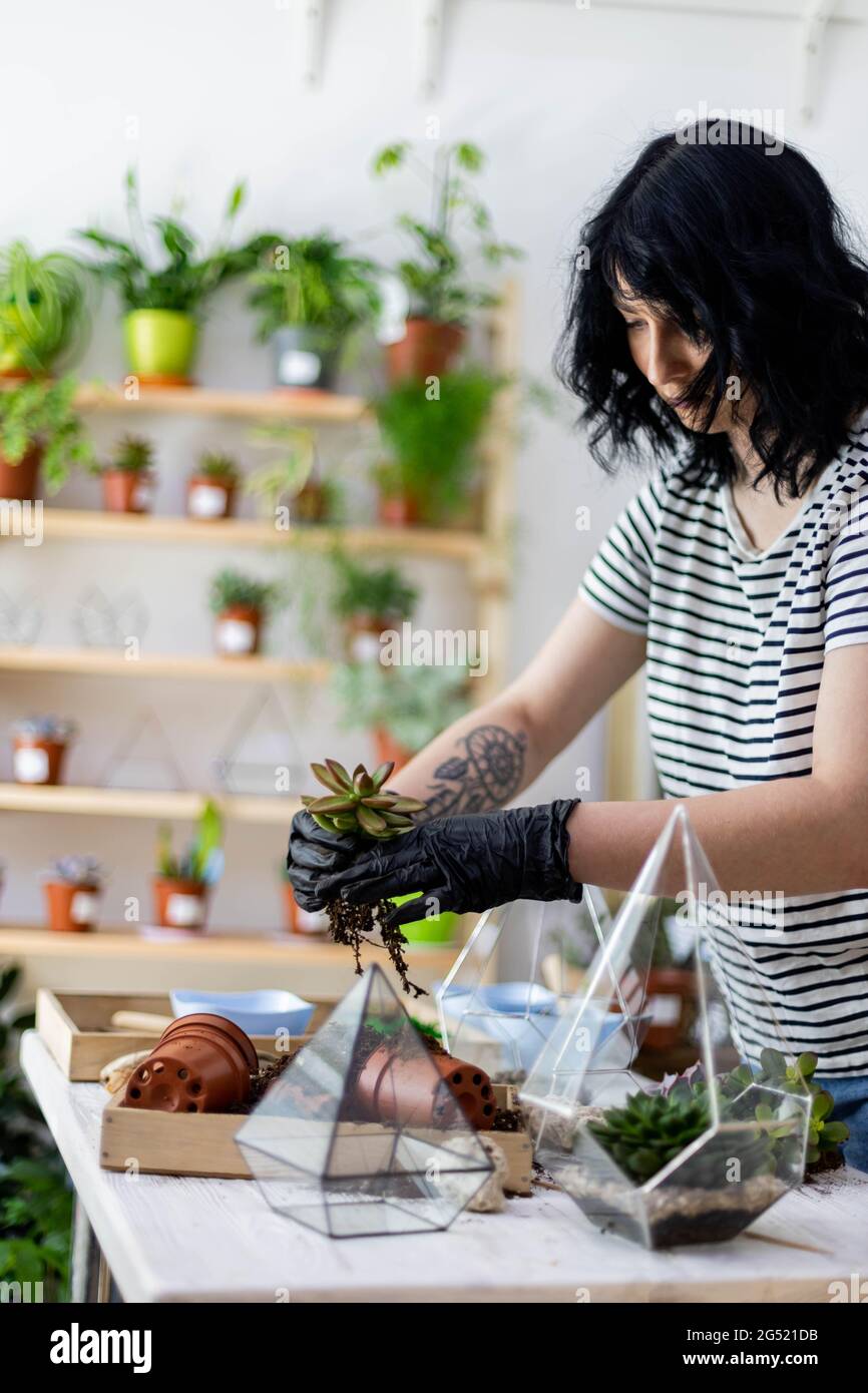 Creative florist woman transplanting succulent into glass florarium ...