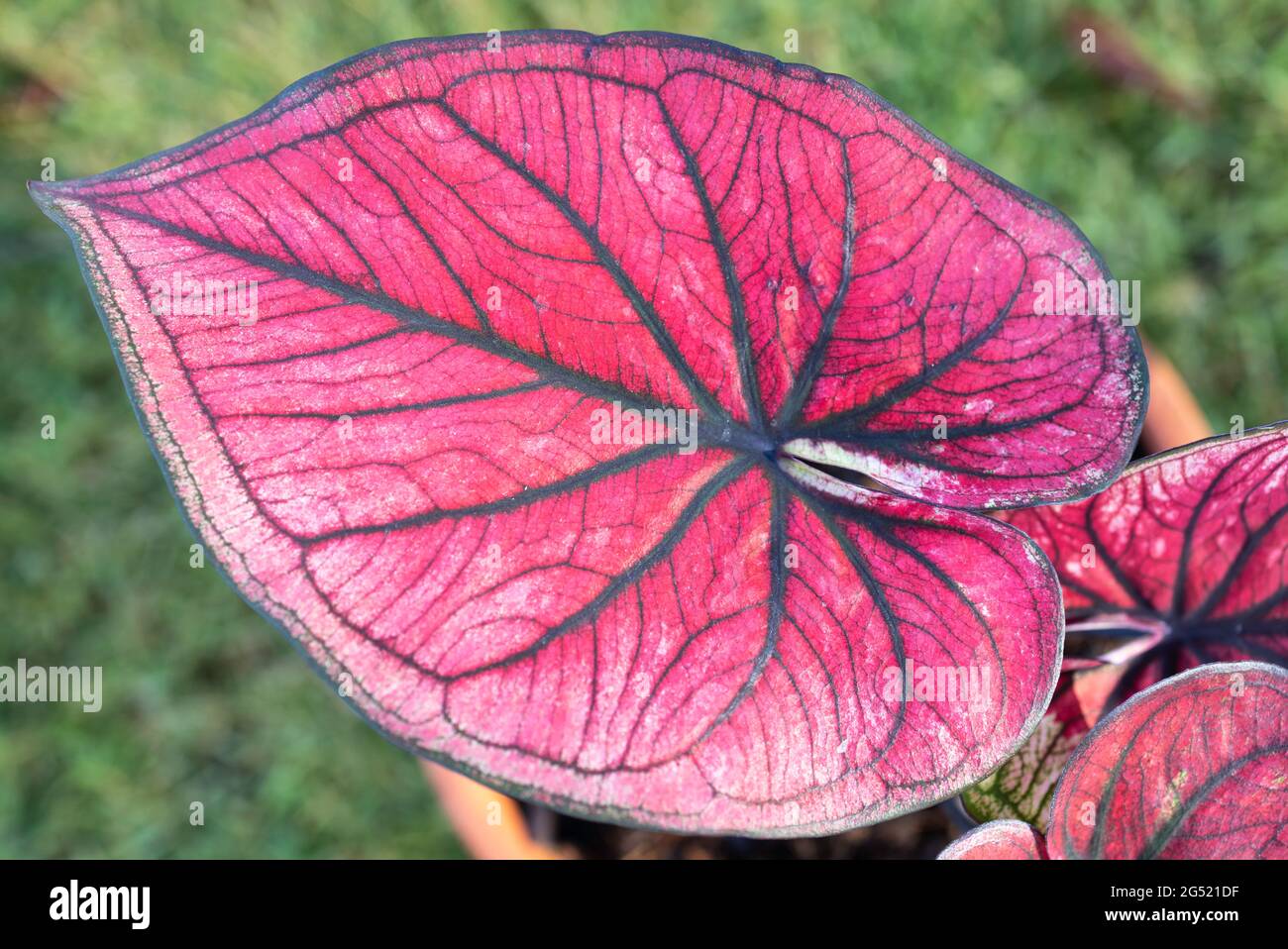 Characteristic of the red heart-shaped leaves with prominent veins of a ...