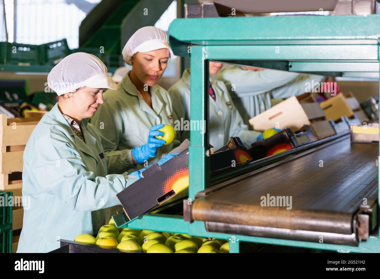women sorting and preparing apples Stock Photo - Alamy