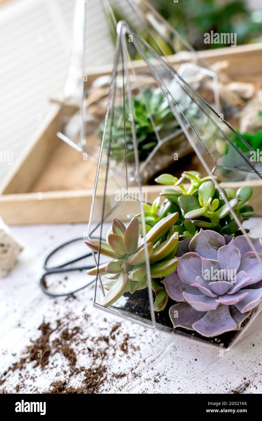 Modern art decor interior composition succulents in glass florarium on ...